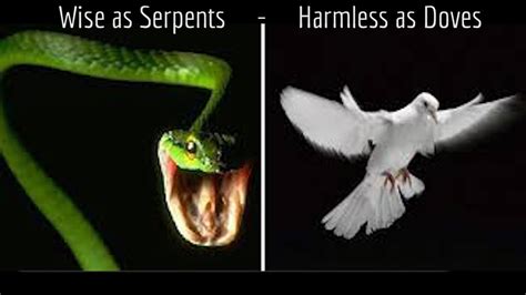 Be Shrewd | Radical In Christ